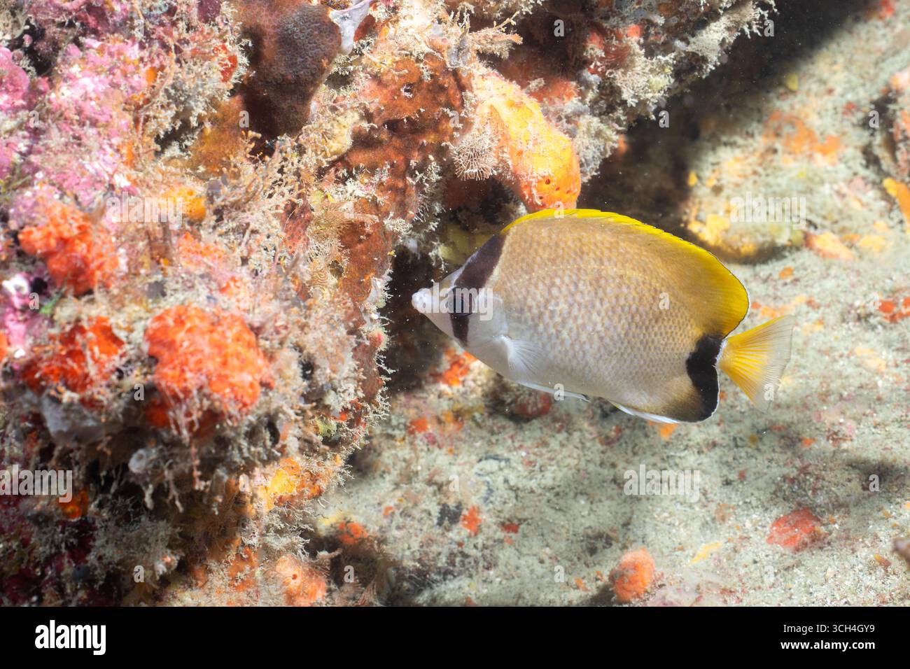 Reef butterflyfish swimming in beautiful reef Stock Photo - Alamy