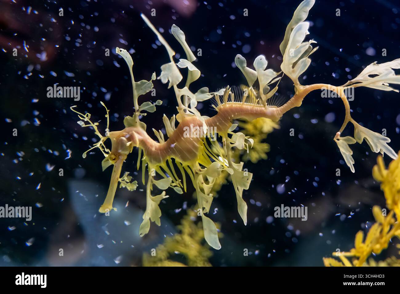 Leafy seadragon phycodurus eques glauerts hi-res stock photography and ...