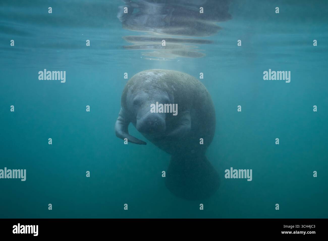 Manatee swimming at the surface Stock Photo - Alamy