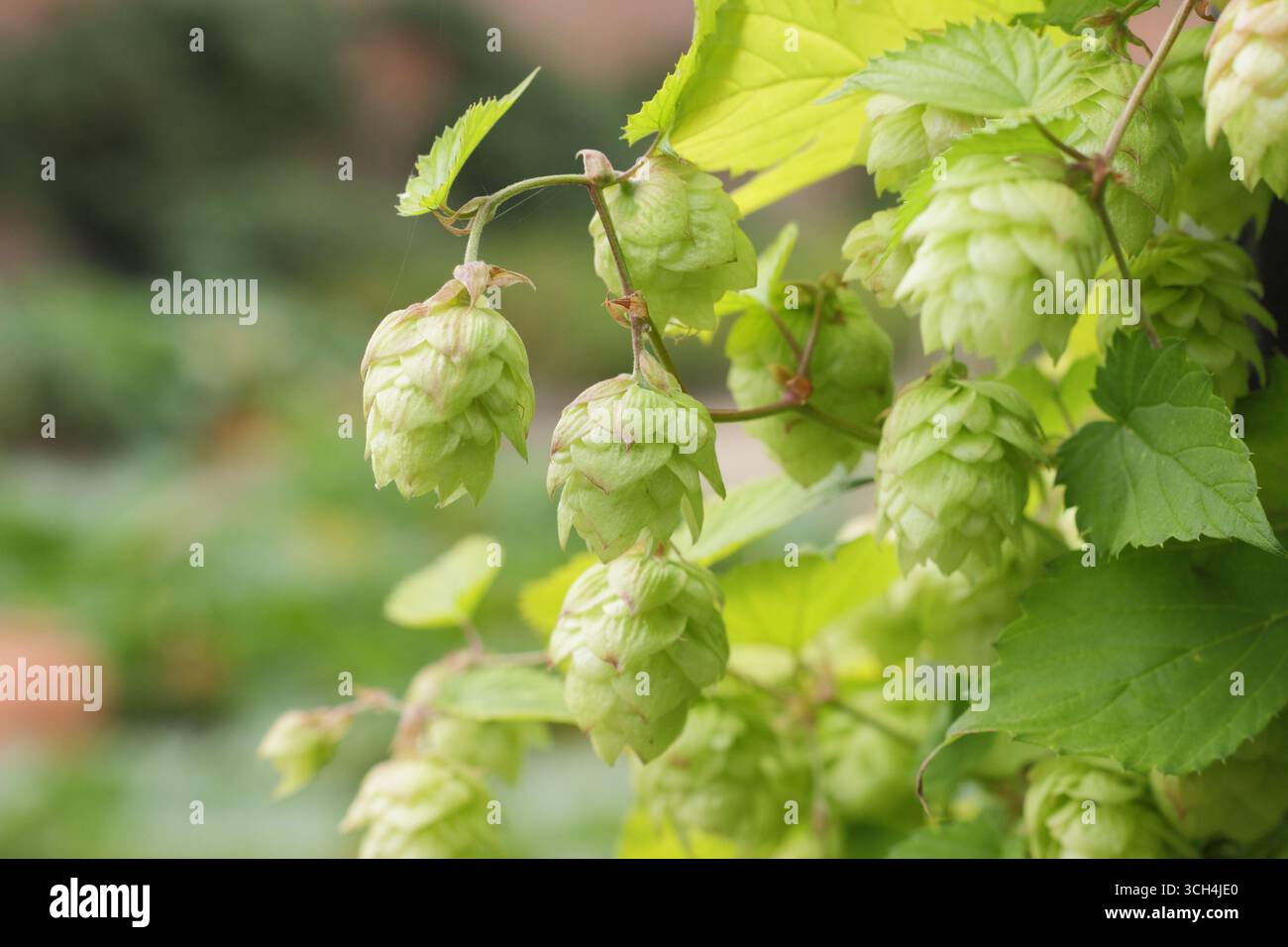 Flowers of Hops Golden Tassell. Humulus lupulus 'Golden Tassell' hop ...