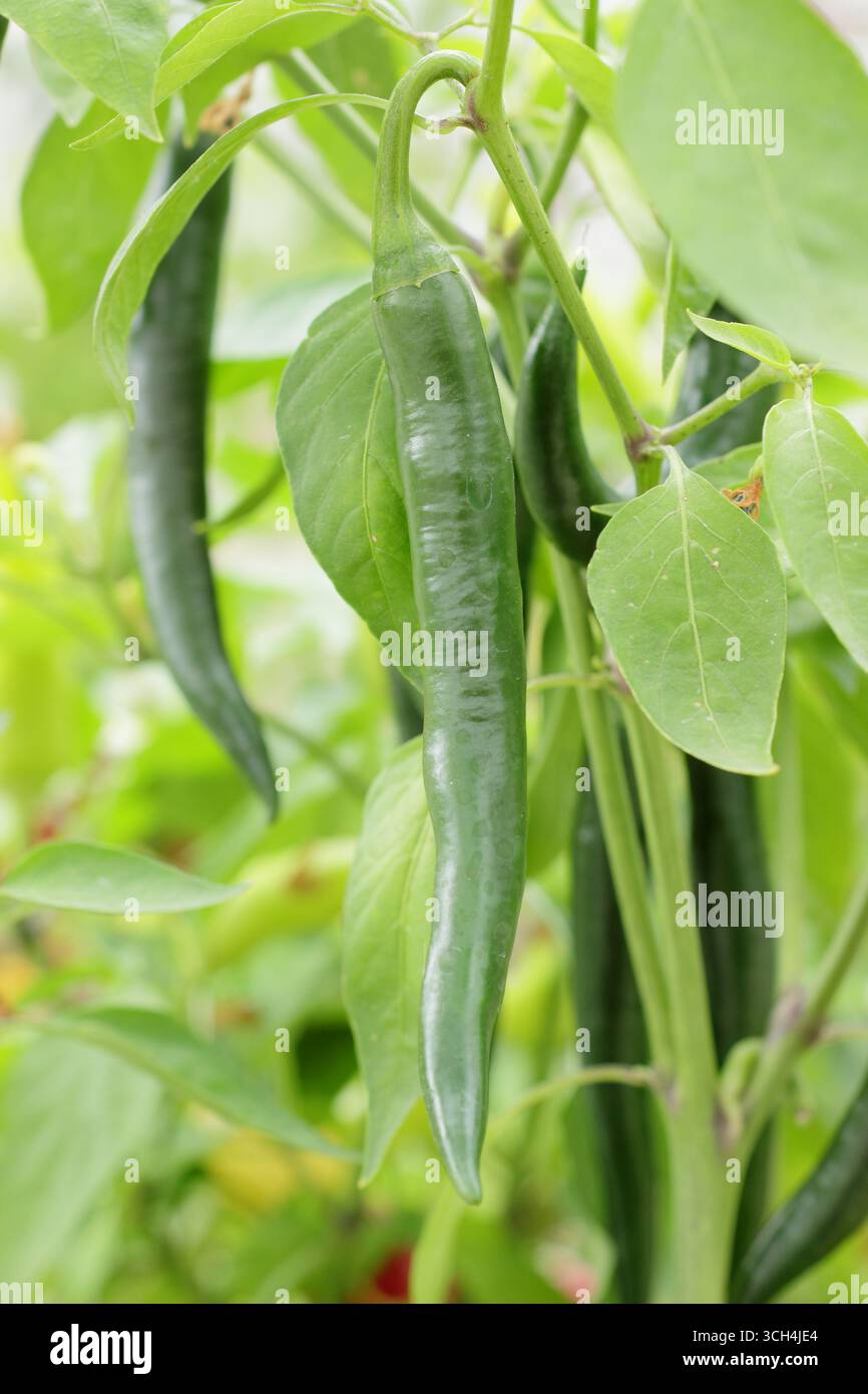 Chillies slim jim hi-res stock photography and images - Alamy