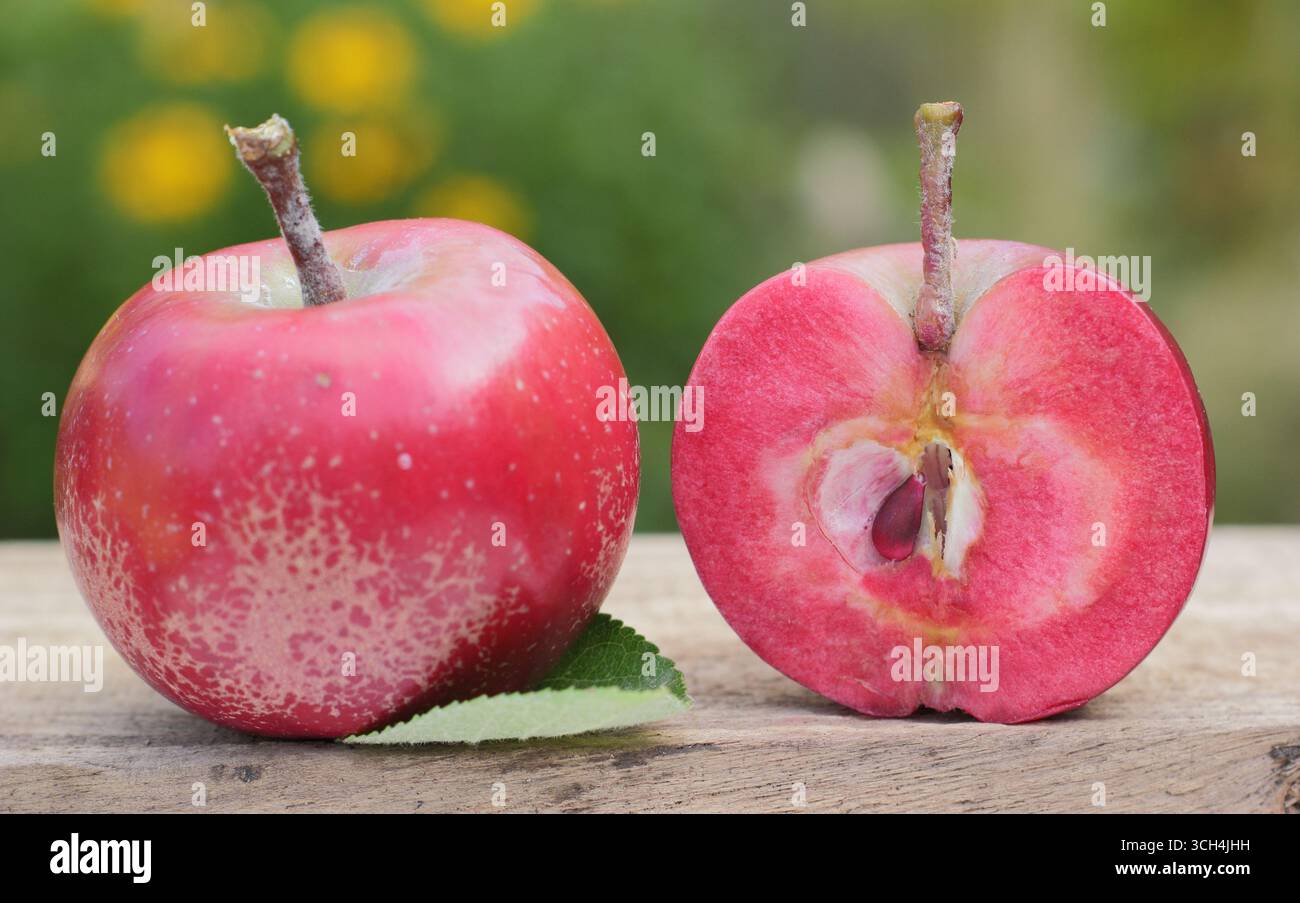 Redlove Era apples. Malus domestica Redlove 'Era', a Swiss bred early ...