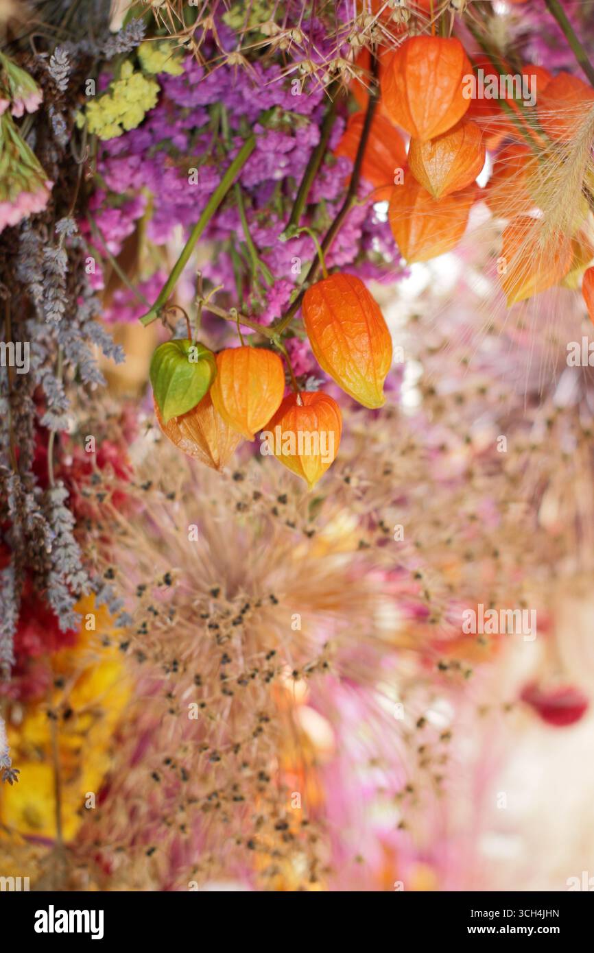 Hanging dried flowers. Chinese Lantern plant (physalis alkekengi), pink ...