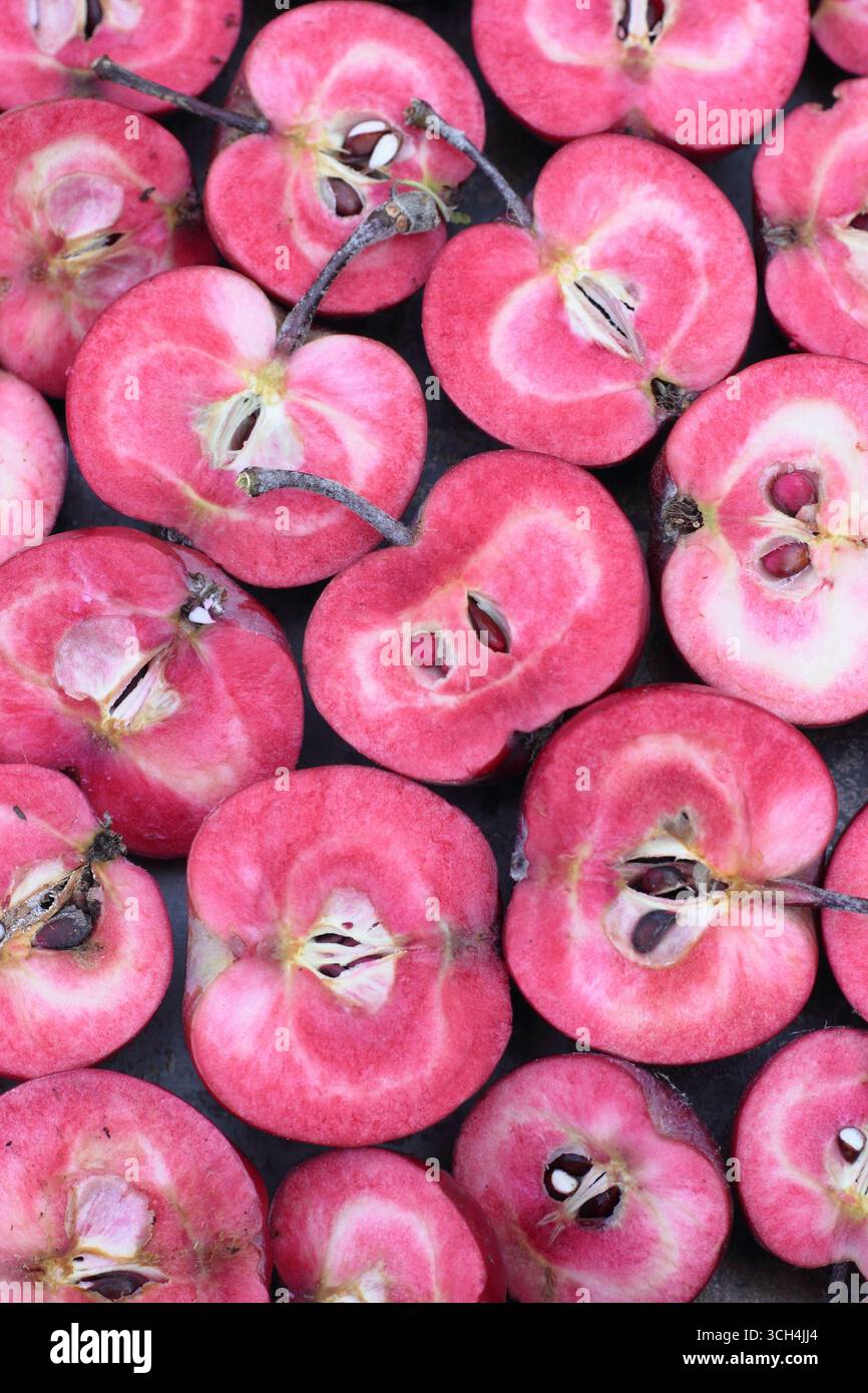 Redlove Era apples. Malus domestica Redlove 'Era', a Swiss bred early ...