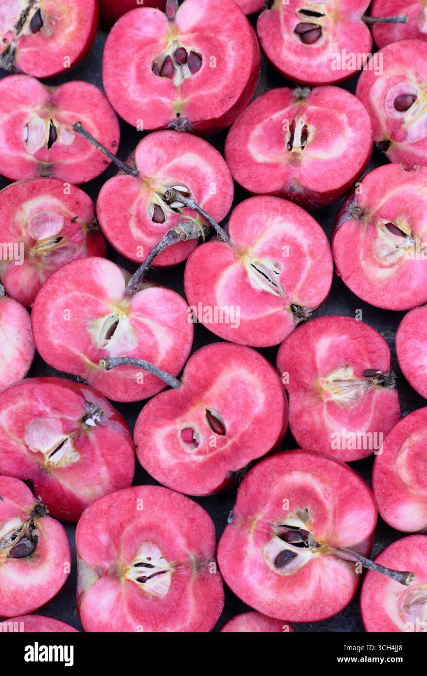 Redlove Era apples. Malus domestica Redlove 'Era', a Swiss bred early ...