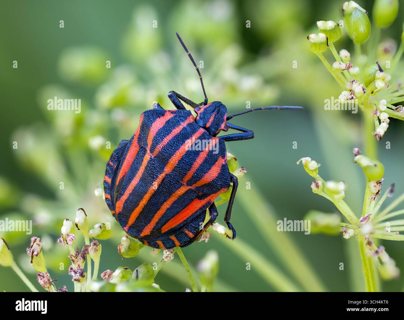Striped bug hi-res stock photography and images - Alamy