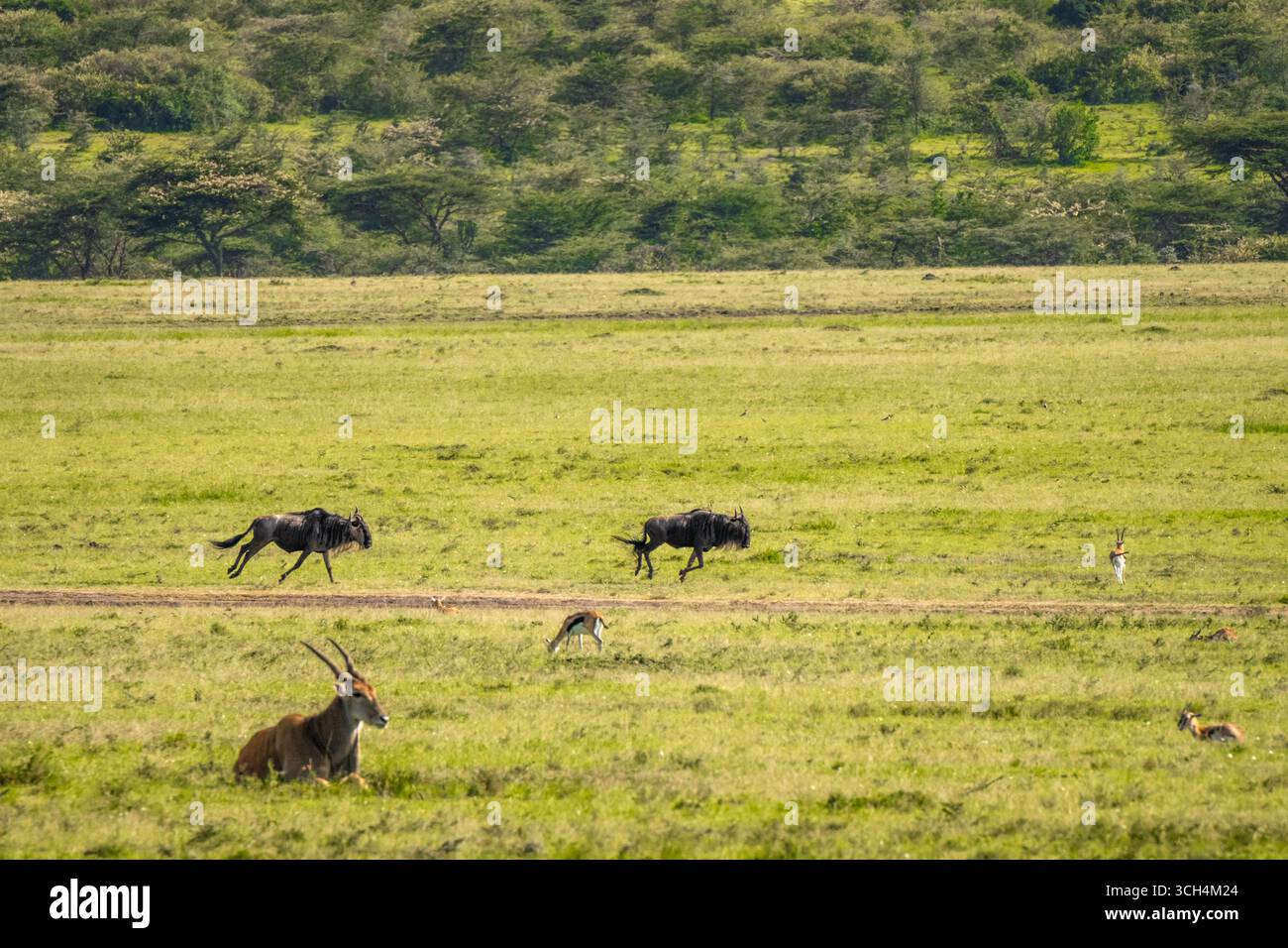 Blue Wildebeest in the Masai Mara national reserve Stock Photo - Alamy