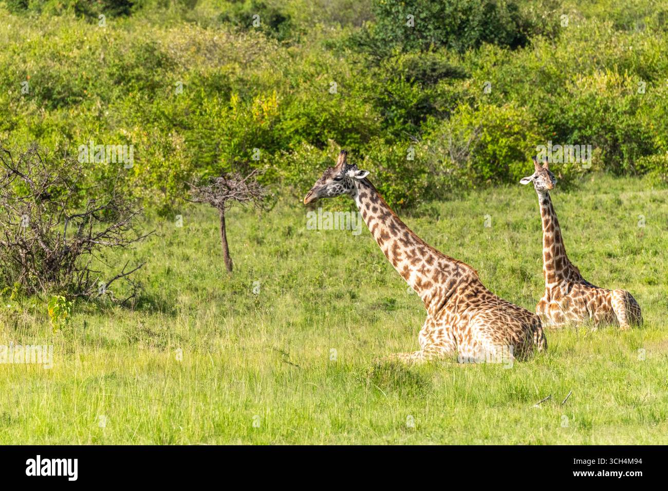 Giraffes and Blue Wildebeest in their natural habitat at Masai Mara ...