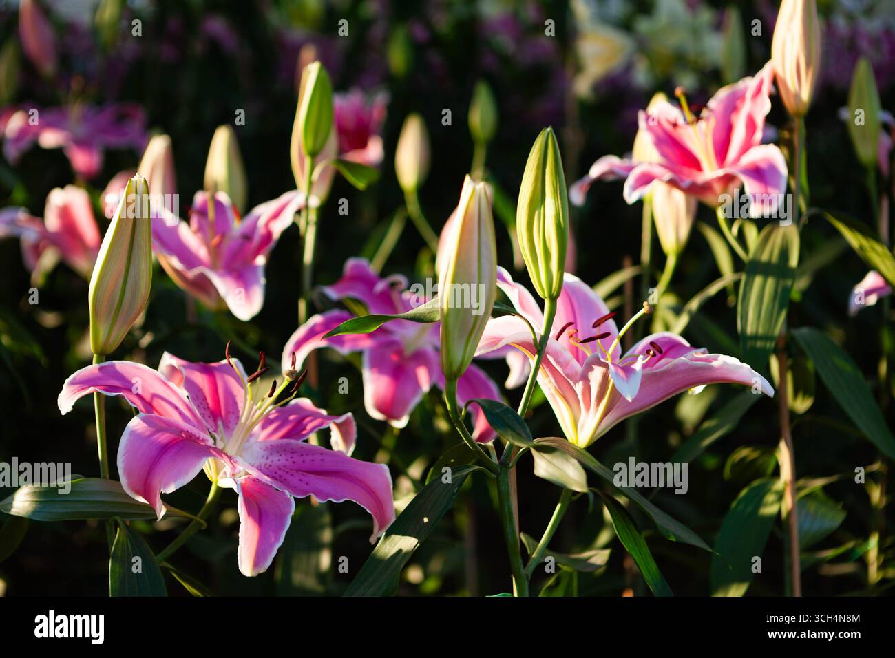 Pink lilies flower closeup hi-res stock photography and images - Alamy