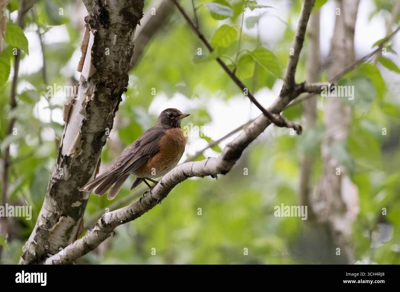 The American Robin (Turdus migratorius), a migratory bird of the true ...