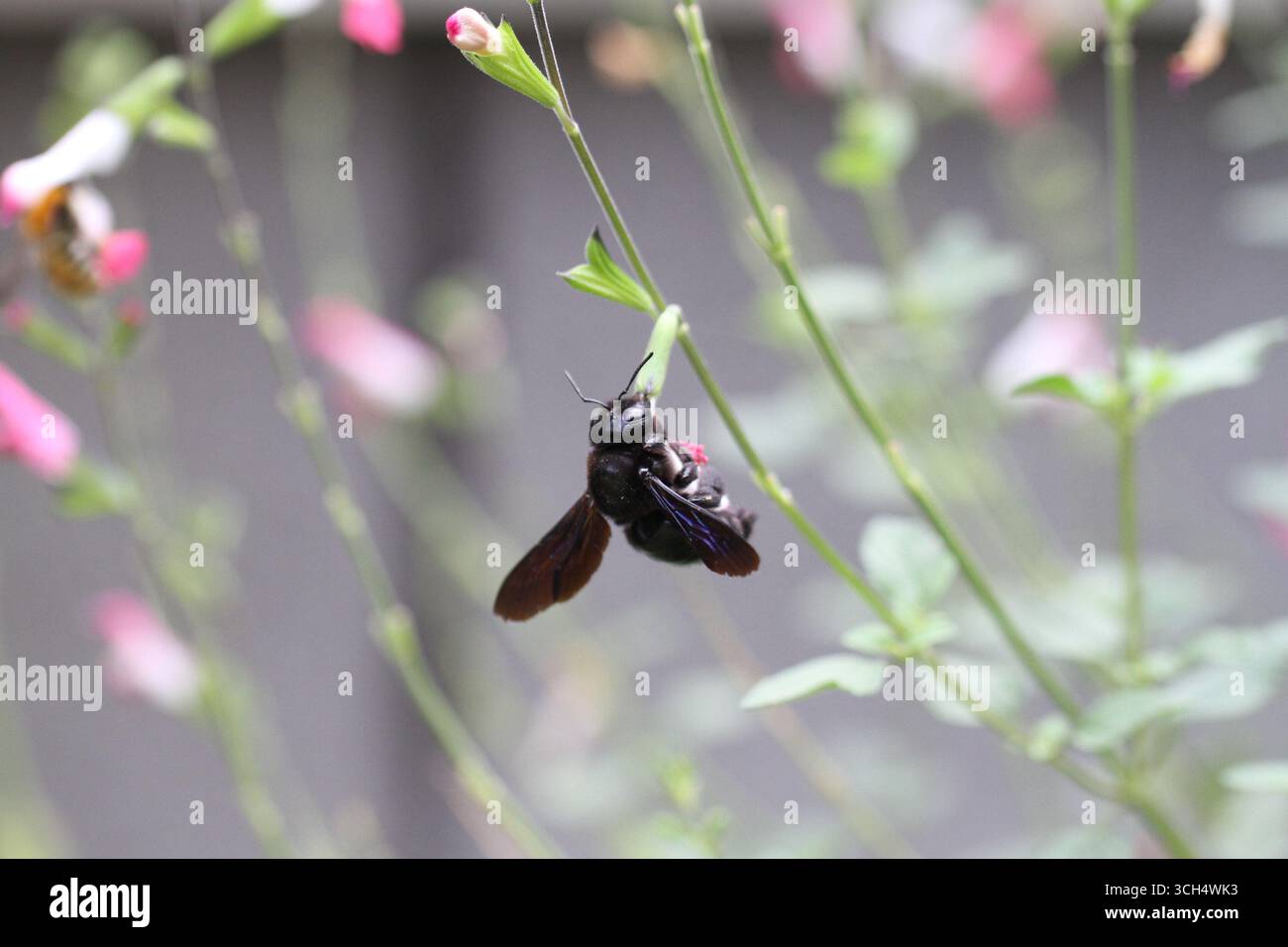Carpenter bee Wood bee Large carpenter bee Blue carpenter bee Xylocopa ...