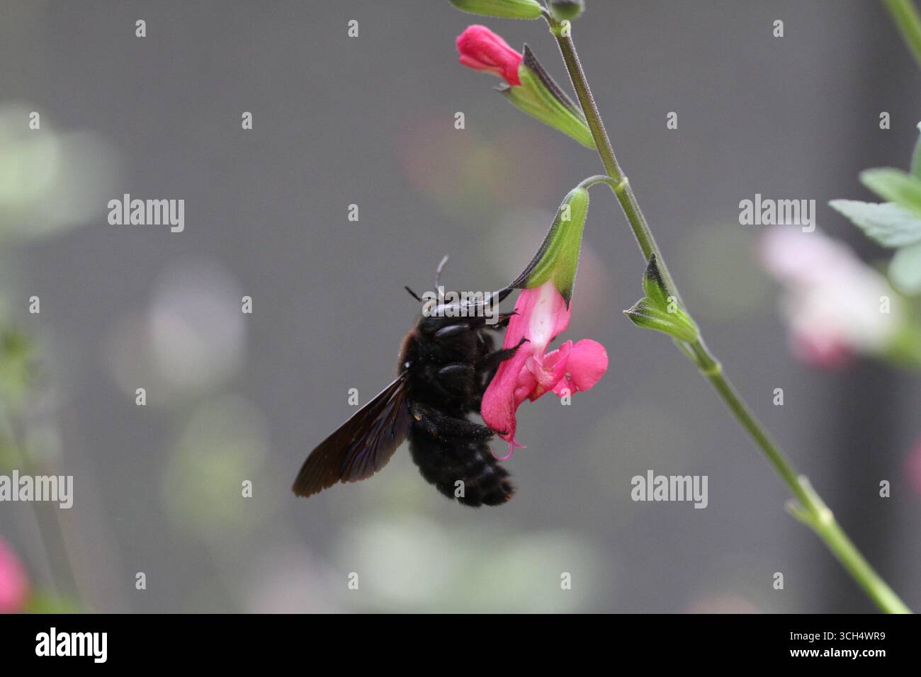 Carpenter bee Wood bee Large carpenter bee Blue carpenter bee Xylocopa ...