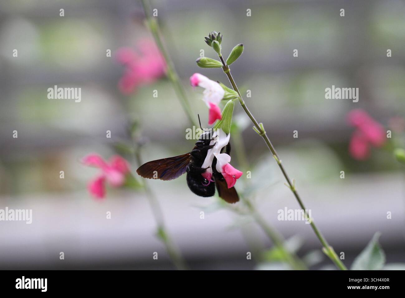 Carpenter bee Wood bee Large carpenter bee Blue carpenter bee Xylocopa ...