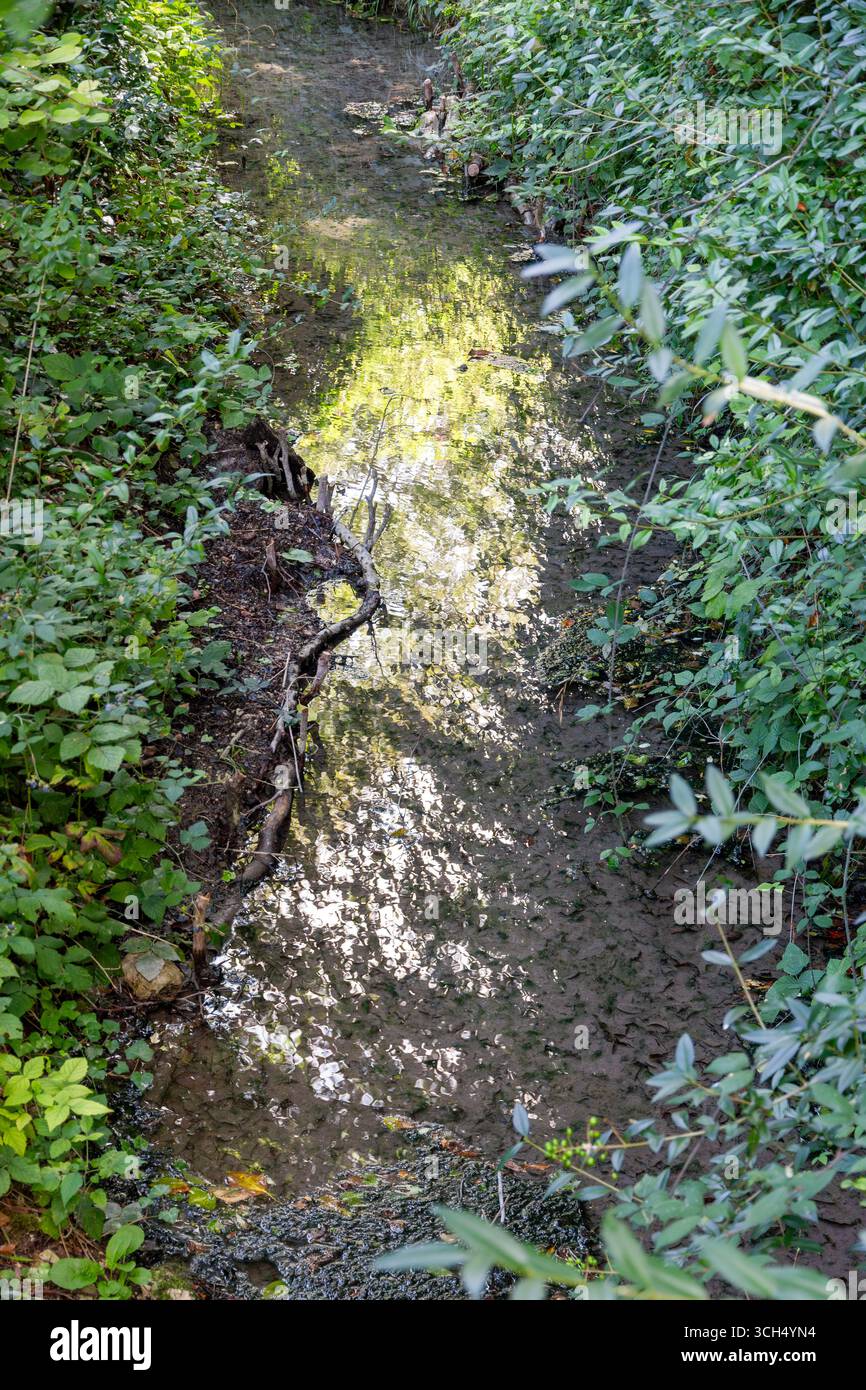 chalk streams at Nine Wells Wood LNR Cambridge Stock Photo - Alamy