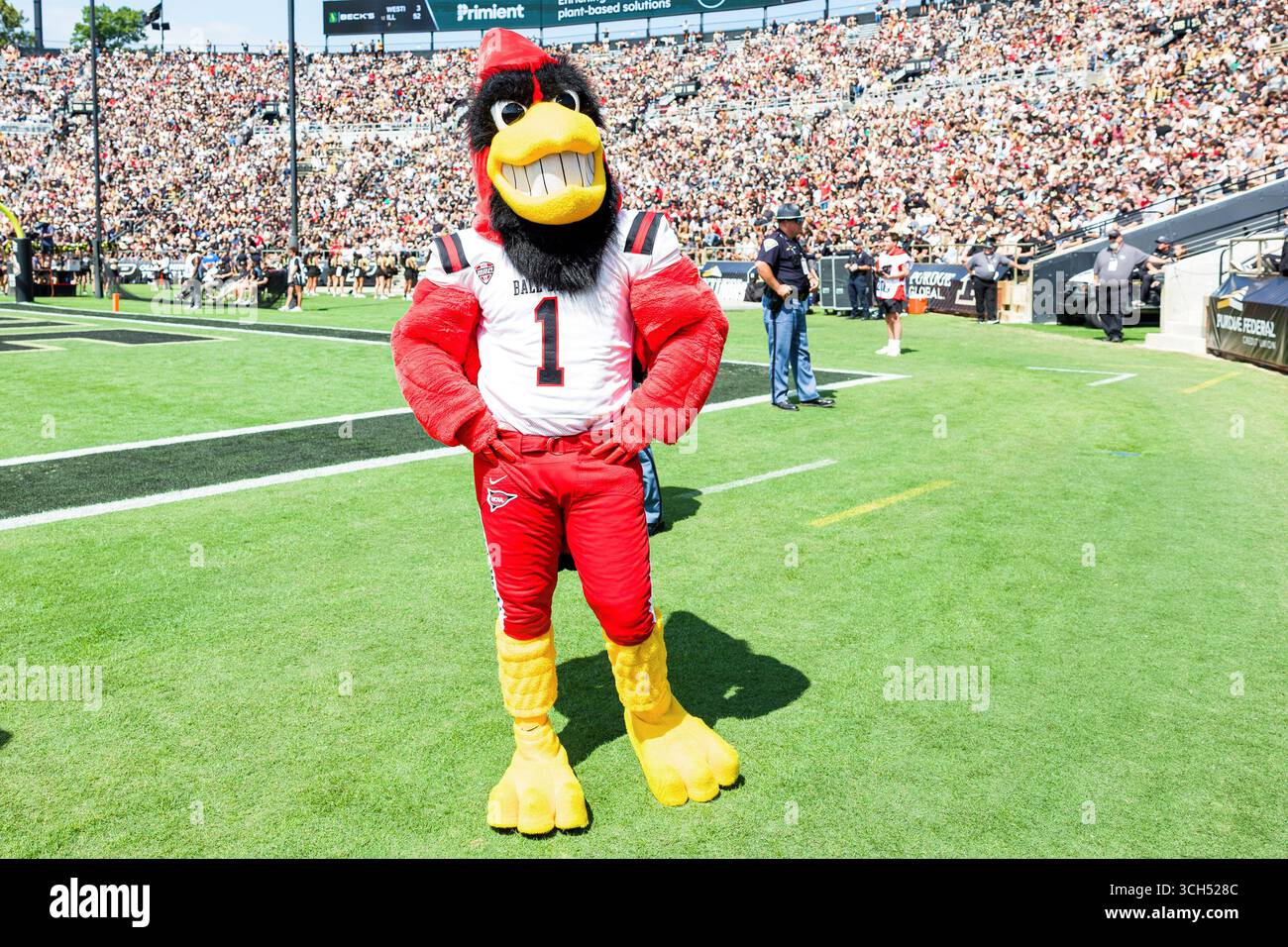 August 30, 2025: Ball State mascot during NCAA football game action ...