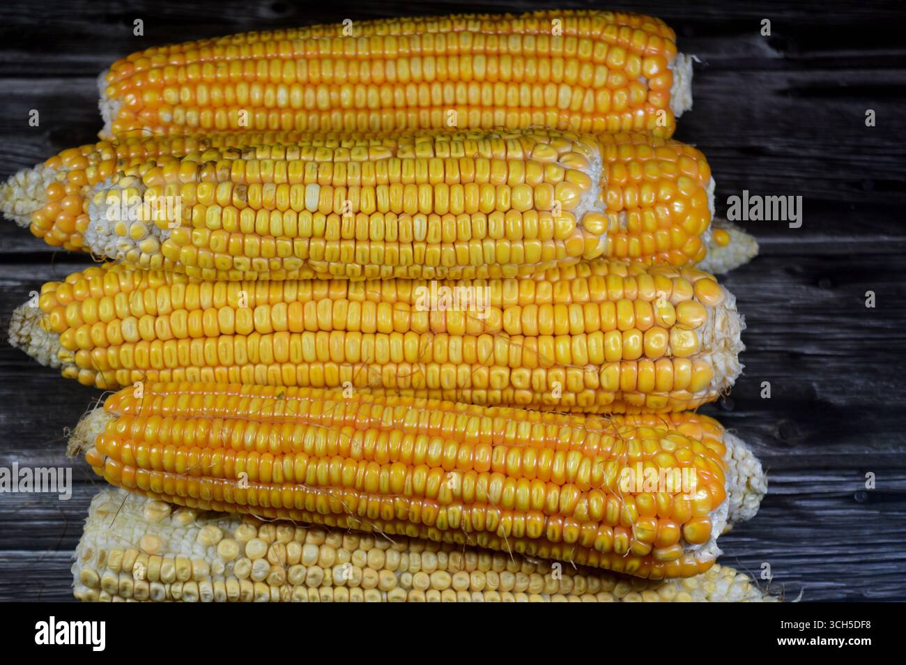 Sweet corn, sweetcorn sugar pole corn is a variety of maize with high ...