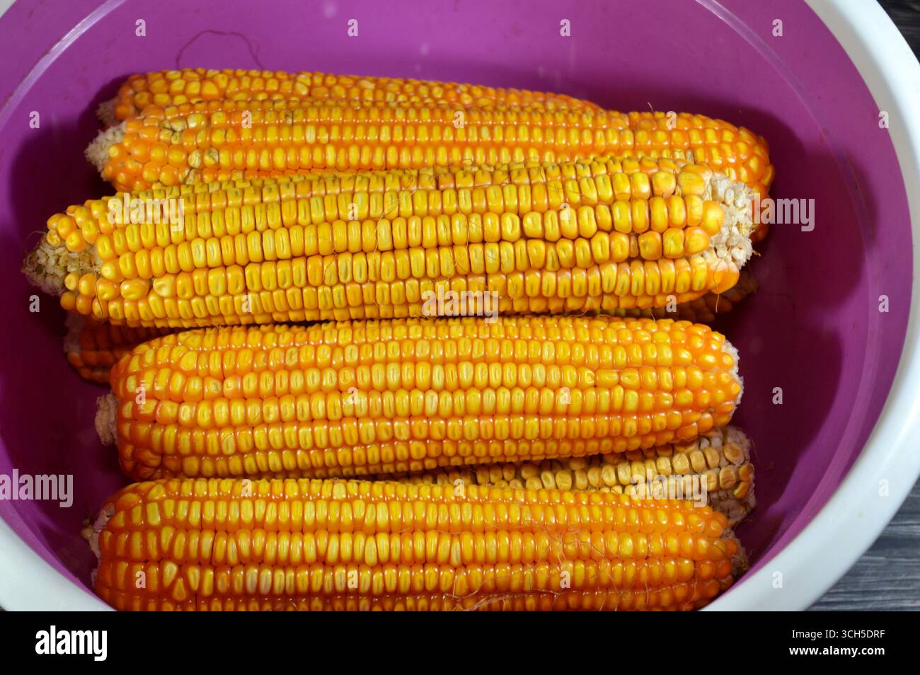 Sweet corn, sweetcorn sugar pole corn is a variety of maize with high ...