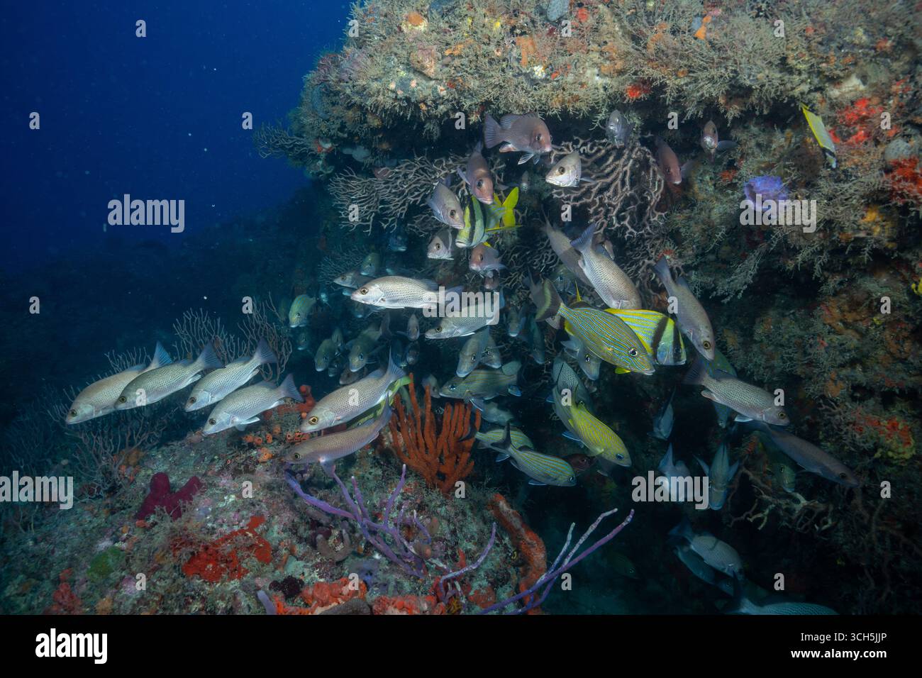 School yellow fish black hi-res stock photography and images - Alamy