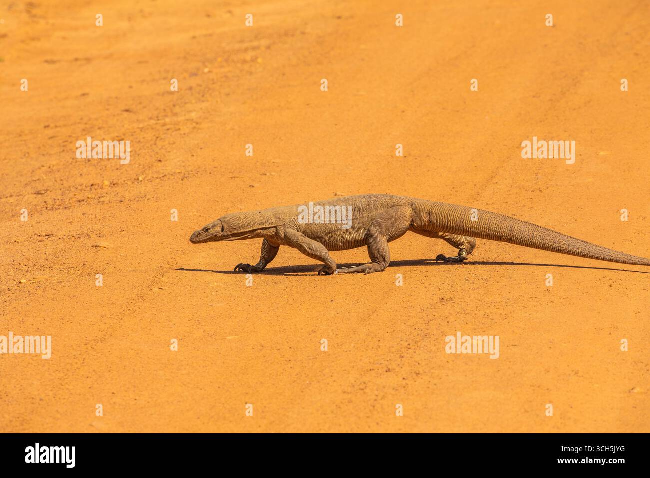 Asian water monitor - Varanus salvator also common water monitor, large ...