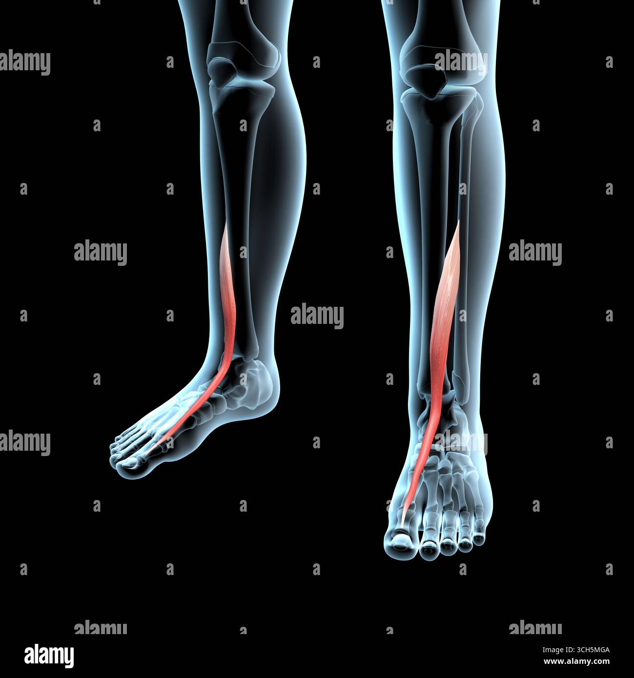 This 3d illustration shows the extensor hallucis longus muscles ...