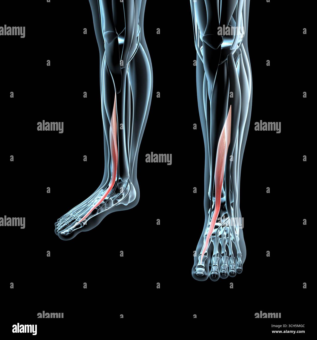This 3d illustration shows a view of the extensor hallucis longus ...