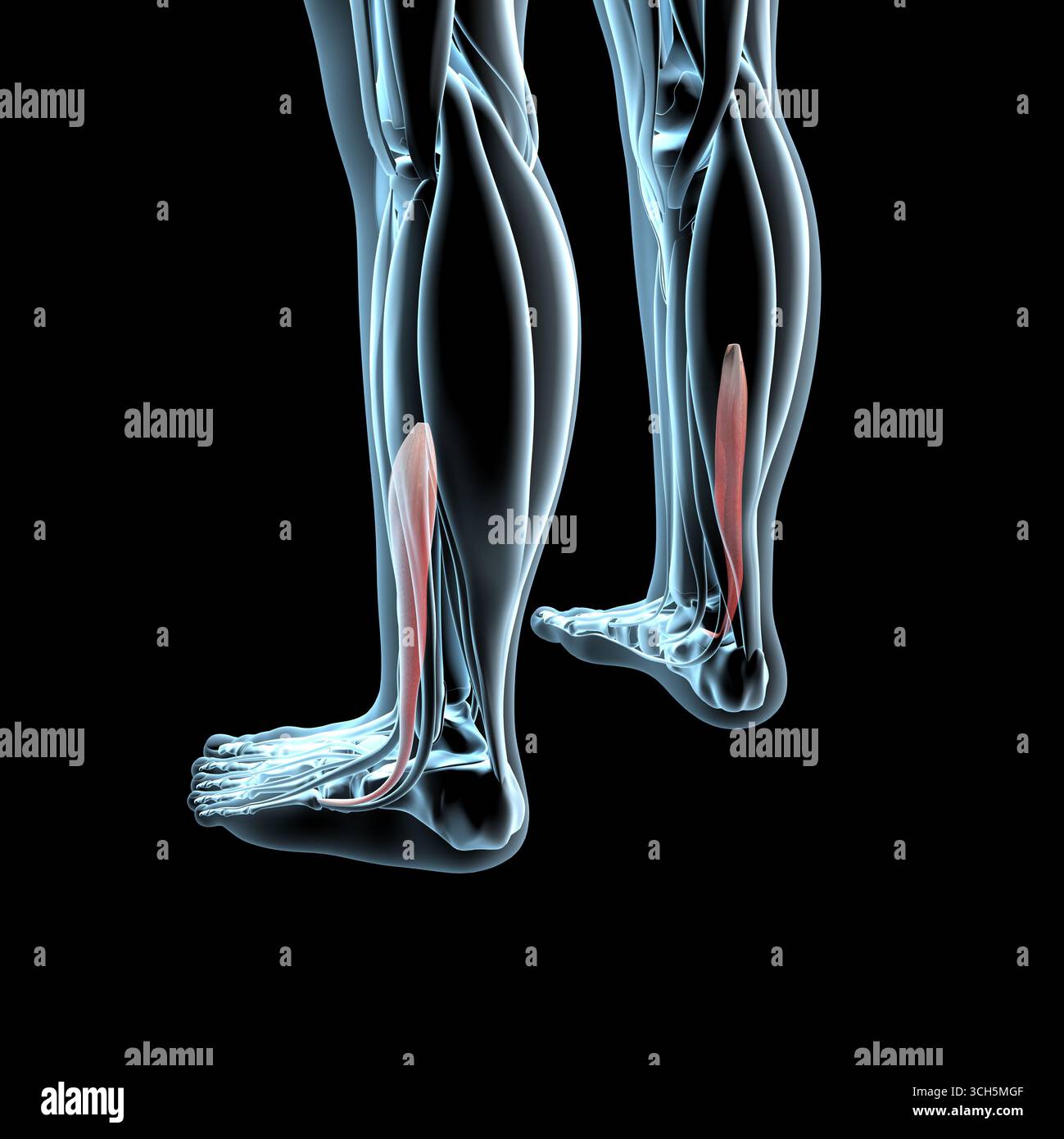 This 3d illustration shows a view of the fibularis brevis muscles on ...