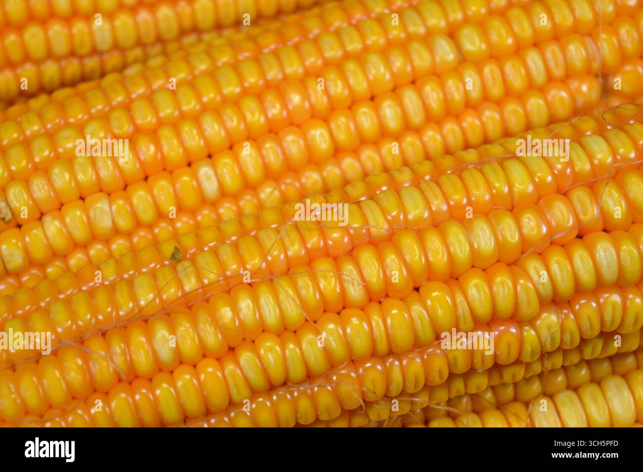 Sweet corn, sweetcorn sugar pole corn is a variety of maize with high ...
