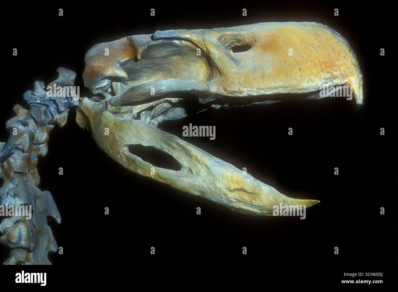 Fossil Bird, Paraphysornis brasiliensis, South America, 10 million ...