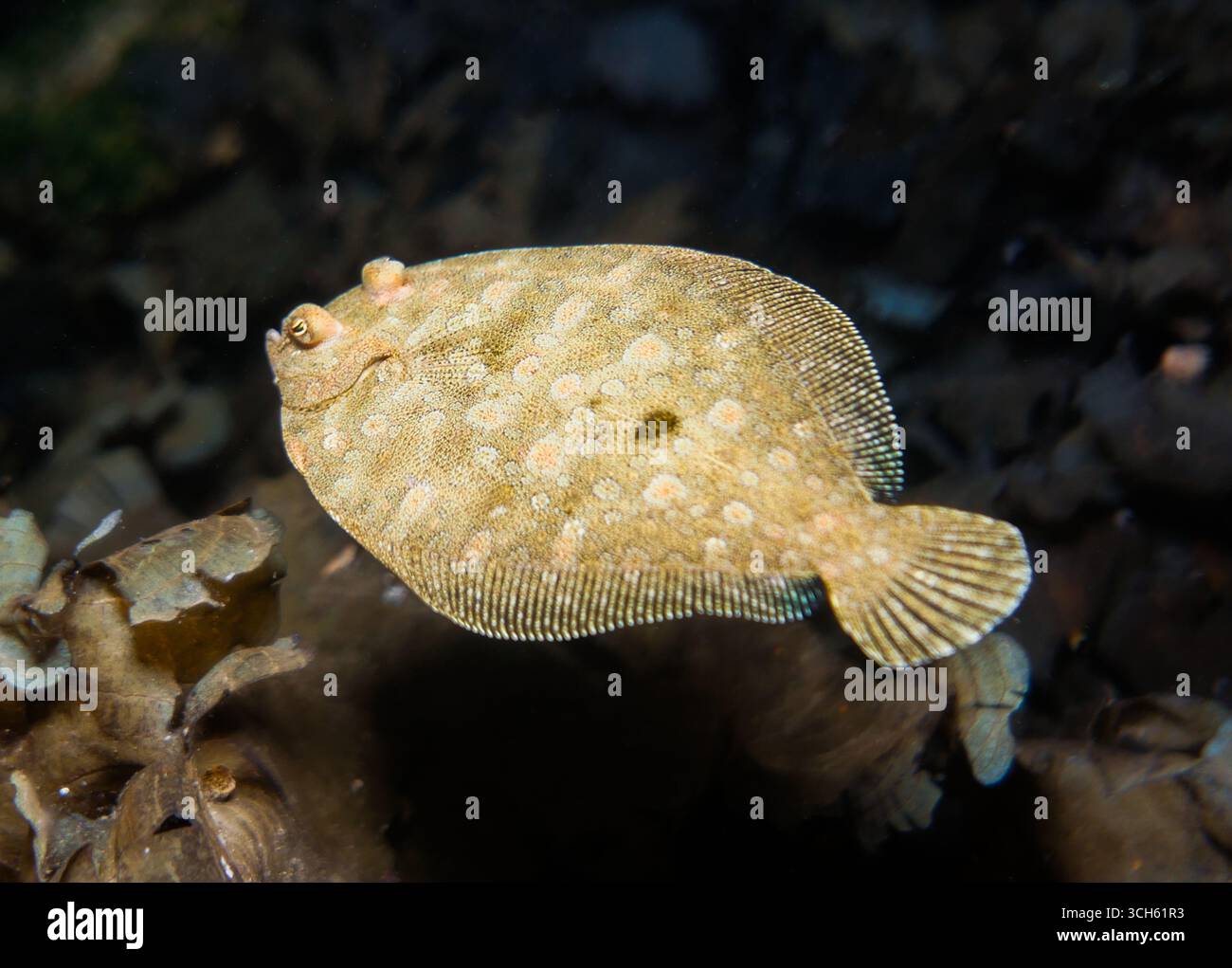 Endemic flounder hi-res stock photography and images - Alamy
