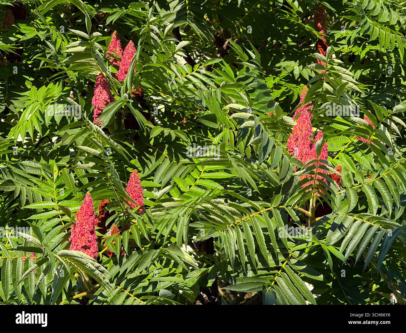 Rhus typhina tree with clusters of red cone-shaped flowers and large ...