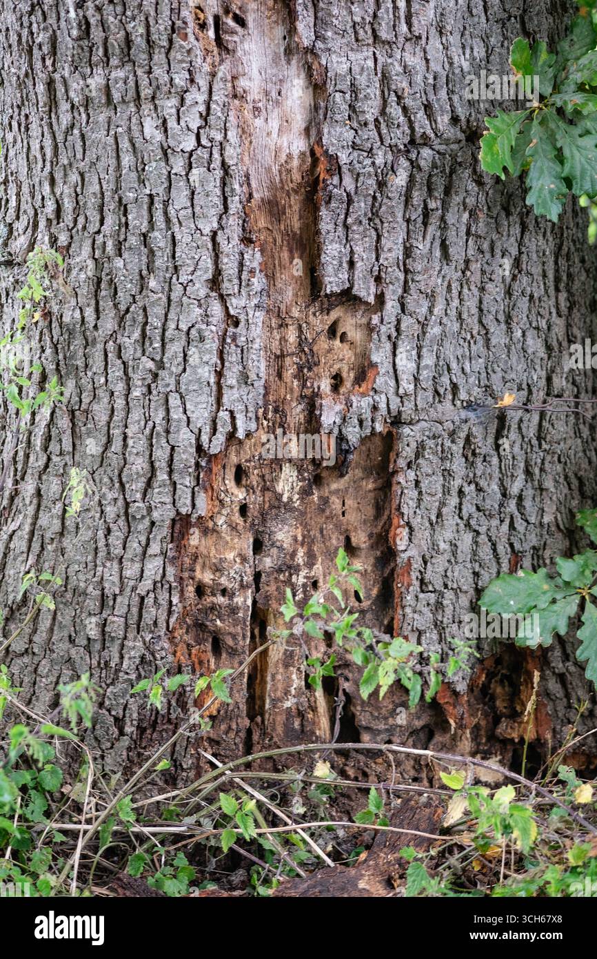 Vom Borkenkaefer befallener Baum in Aachen am 23. August 2025. GERMANY - AACHEN - TREE Stock ...