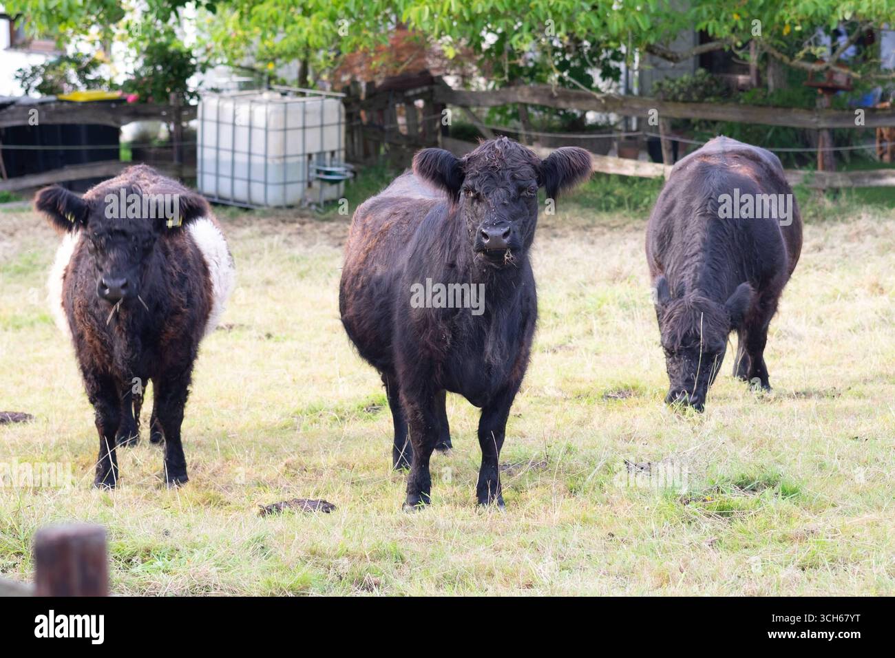 Galloway Rinder in Aachen am 13. August 2025. GERMANY - AACHEN - CATTLE ...