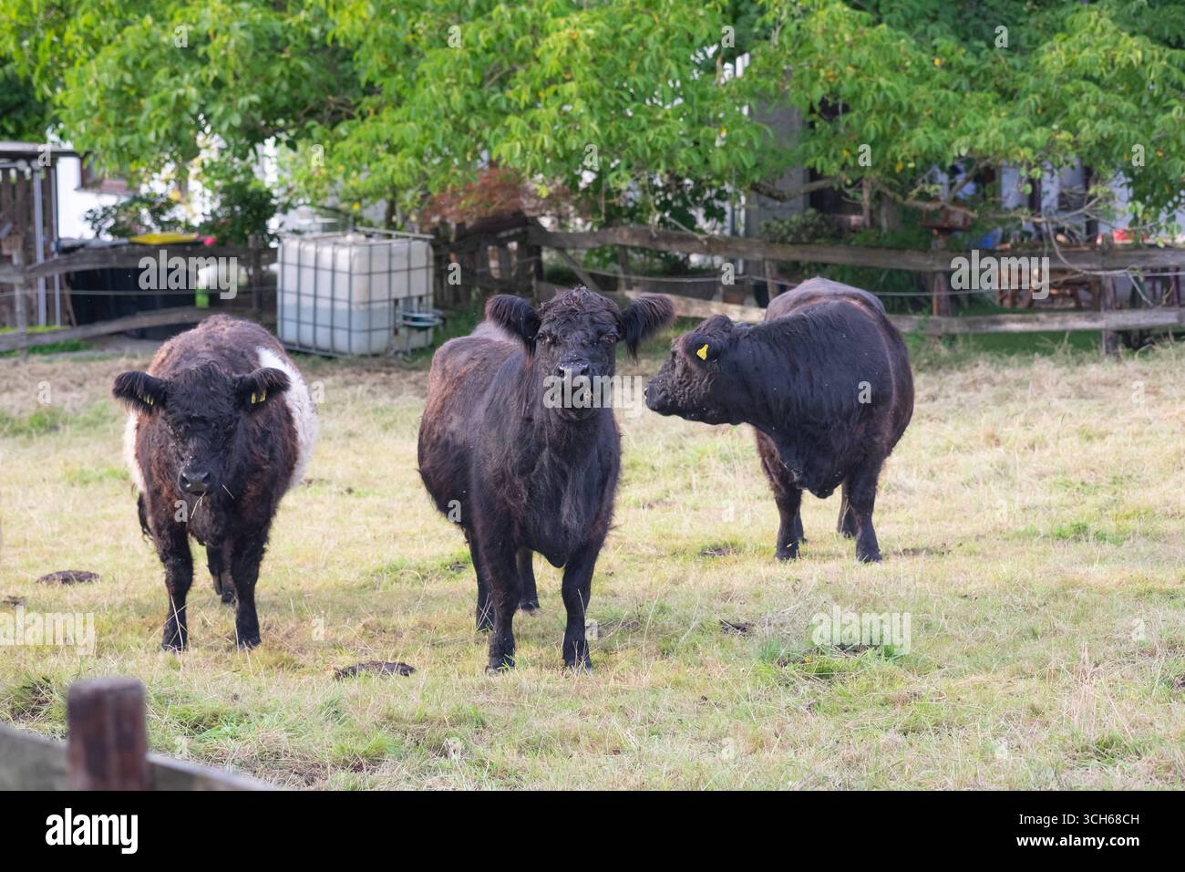 Galloway Rinder in Aachen am 13. August 2025. GERMANY - AACHEN - CATTLE ...