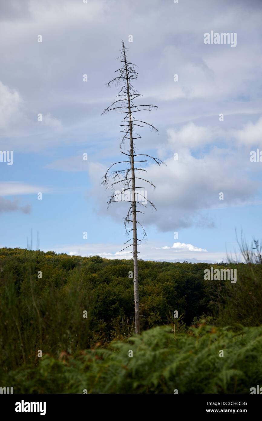 single dead tree in a hill forest, above all other trees, symbols for ...