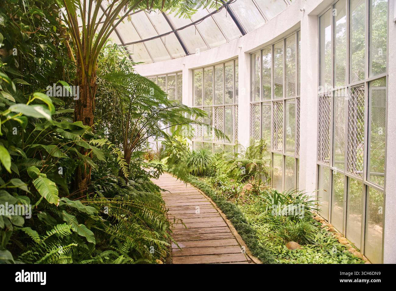 Path through green plants in the orangery at the Royal Botanical Garden ...