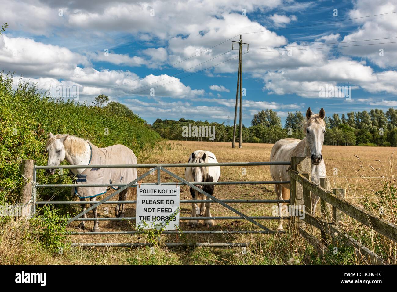 Three Horses Behind Gate with "Do Not Feed" Sign in English Countryside ...