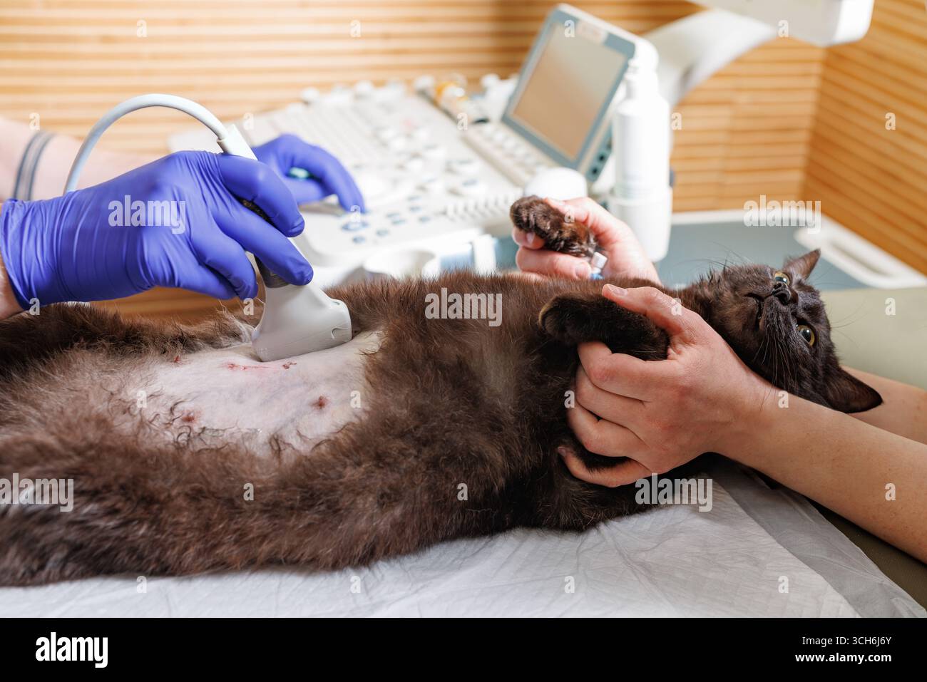 Female doctor performs abdominal hi-res stock photography and images ...