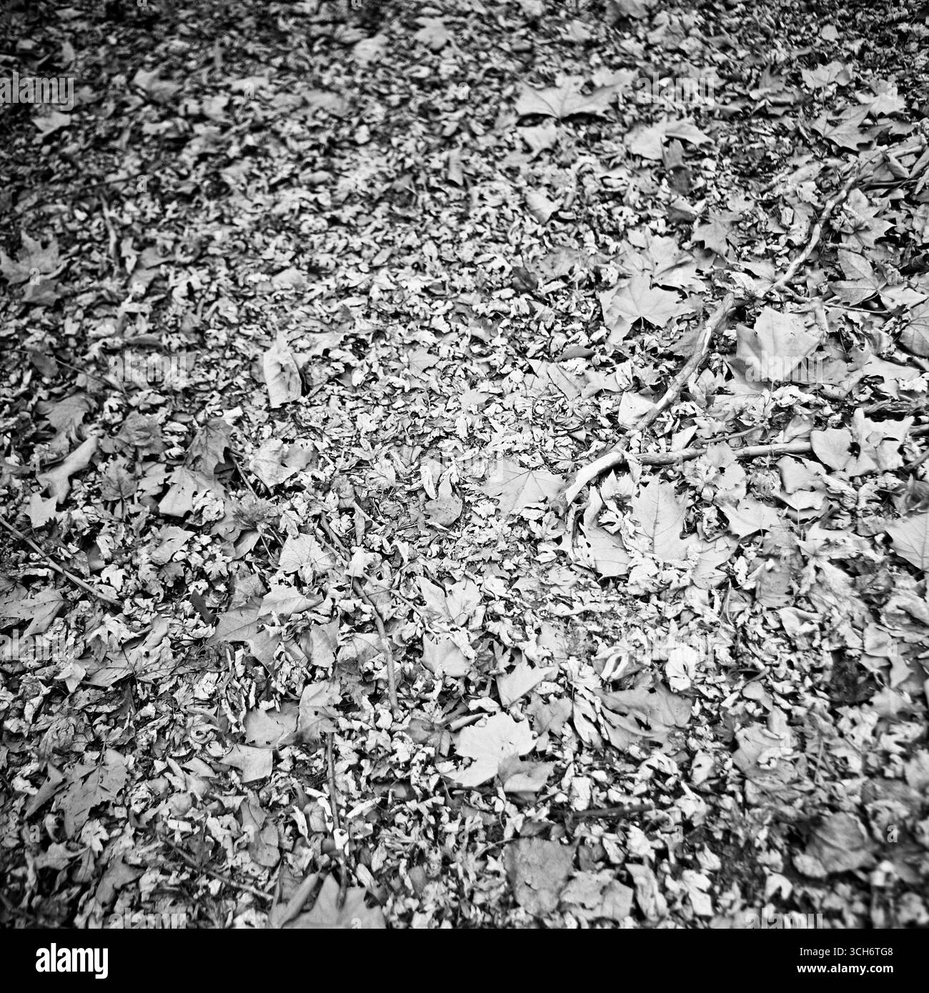 Yellow leaves walking Black and White Stock Photos & Images - Alamy