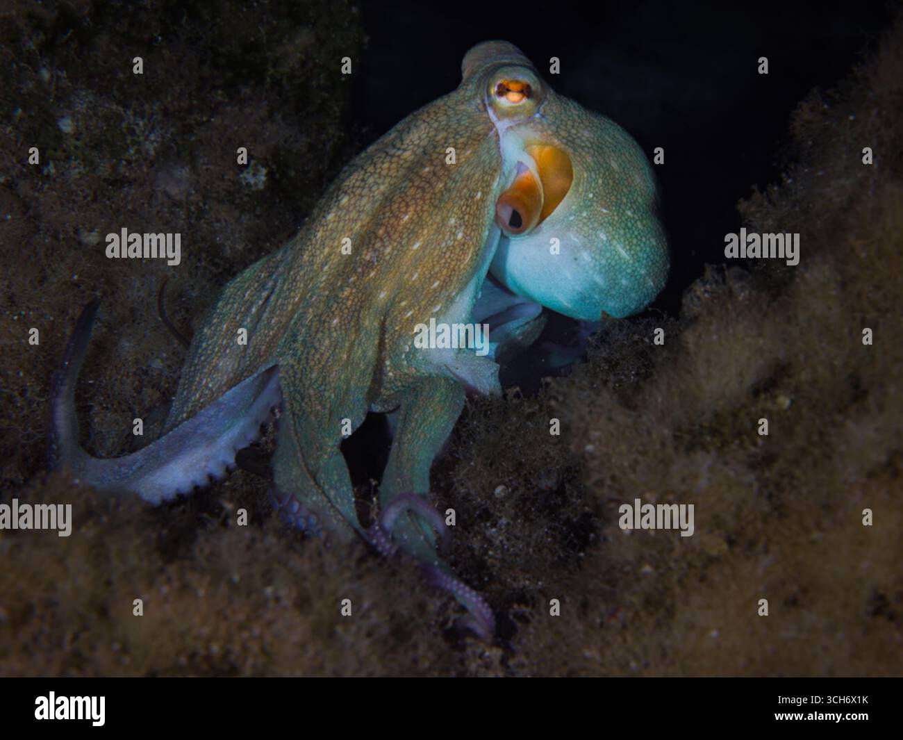 Species octopus vulgaris hi-res stock photography and images - Alamy