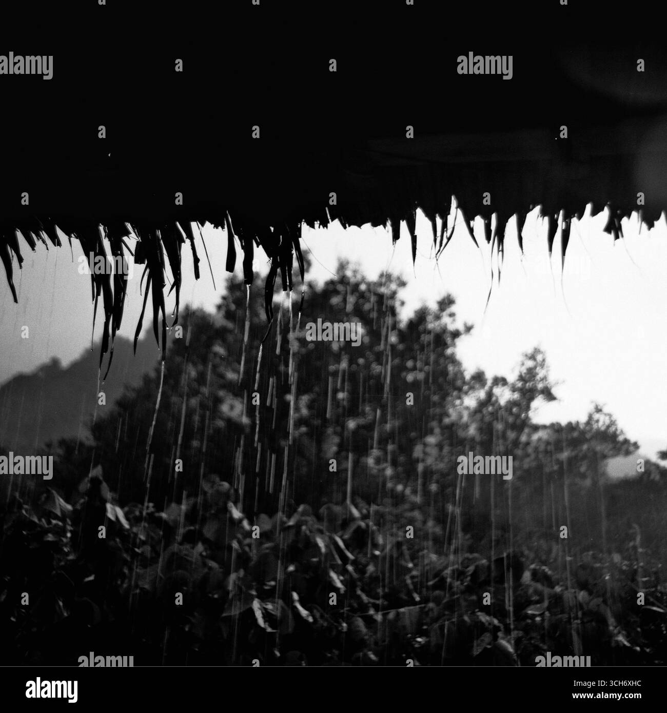 Jungle and tropical Black and White Stock Photos & Images - Alamy