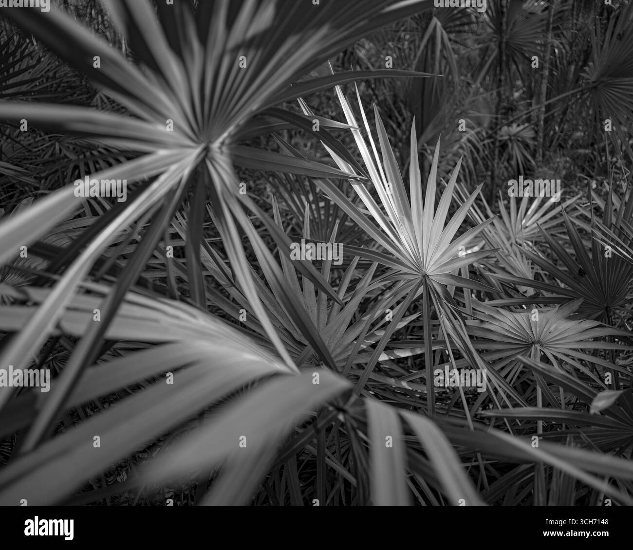 Palm fronds fanning out in a tropical Florida forest Stock Photo - Alamy