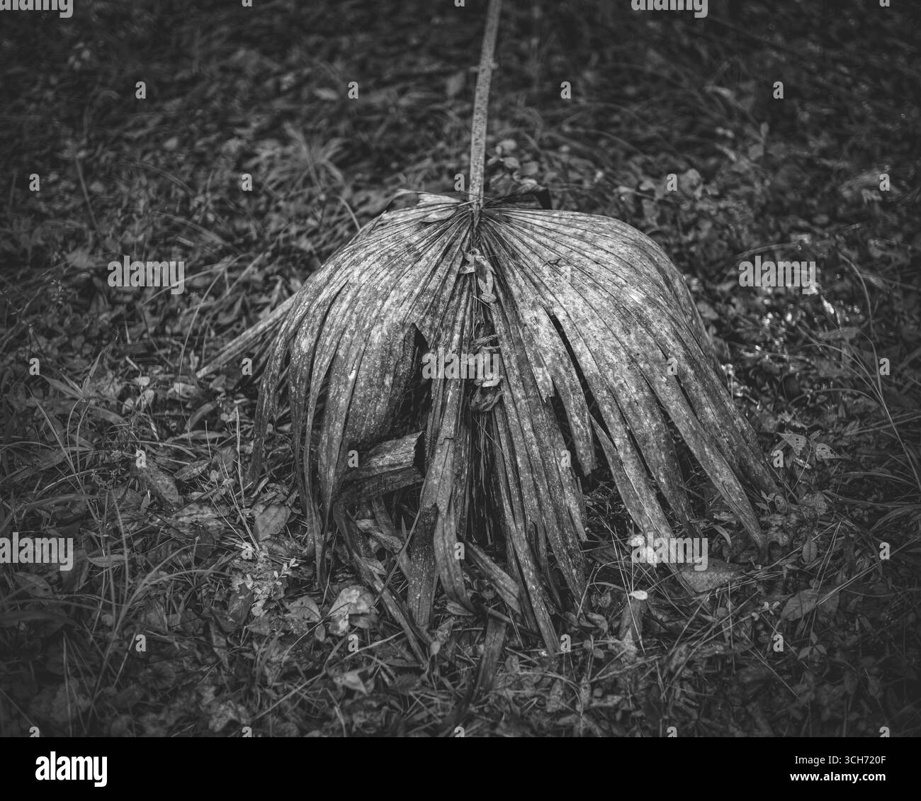 A fallen palm frond decaying on the forest floor. Florida black and ...