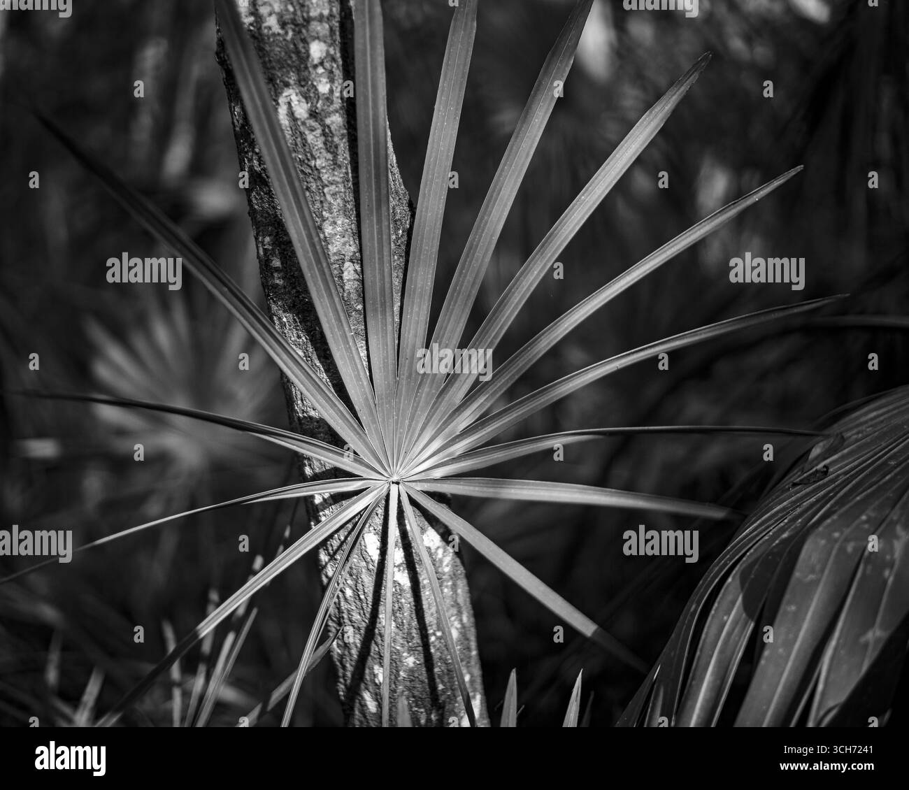 Late abstract art Black and White Stock Photos & Images - Alamy