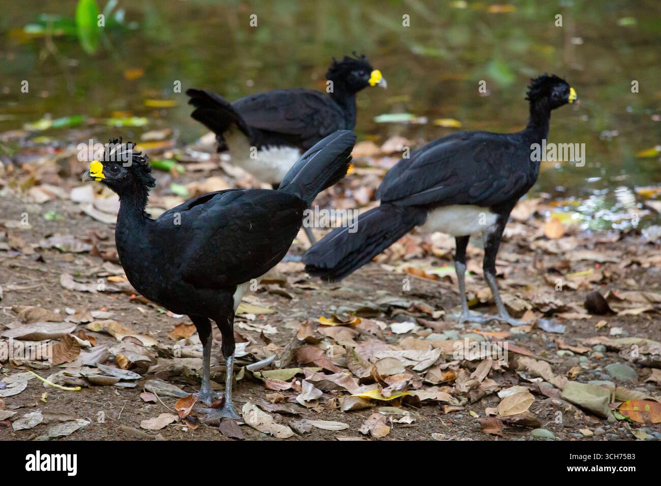 Male Great Curassows (Crax rubra) in rainforest. Sirena, Corcovado ...
