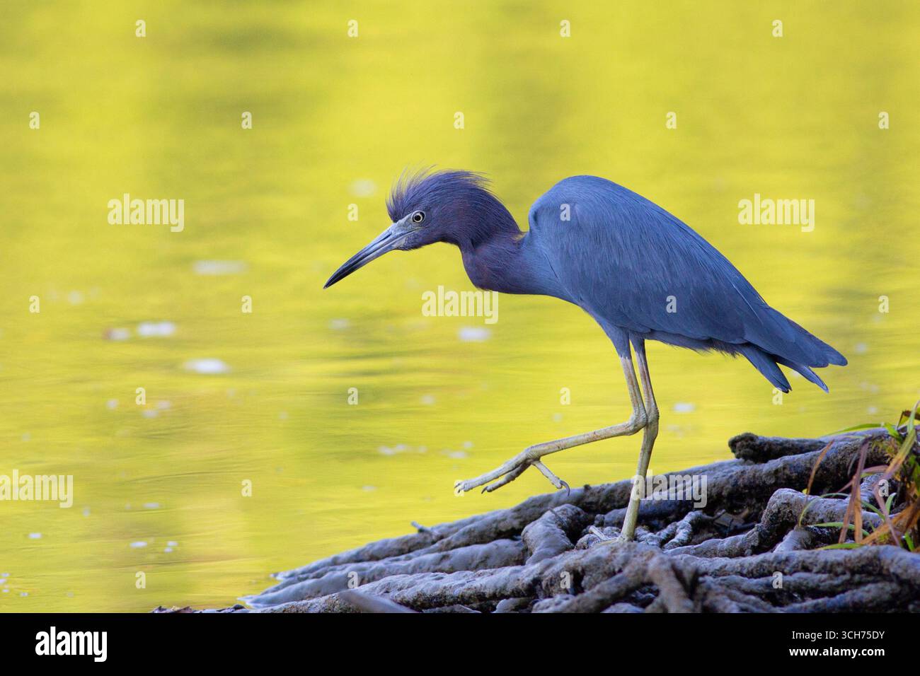 Little Blue Heron (Egretta caerulea) hunting at sunrise. Sirena River ...