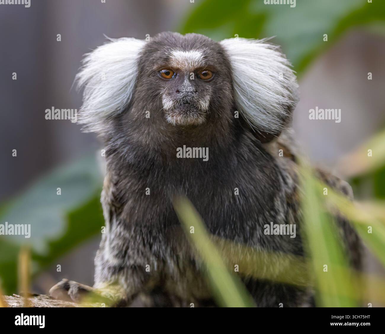 Marmosets long hi-res stock photography and images - Alamy