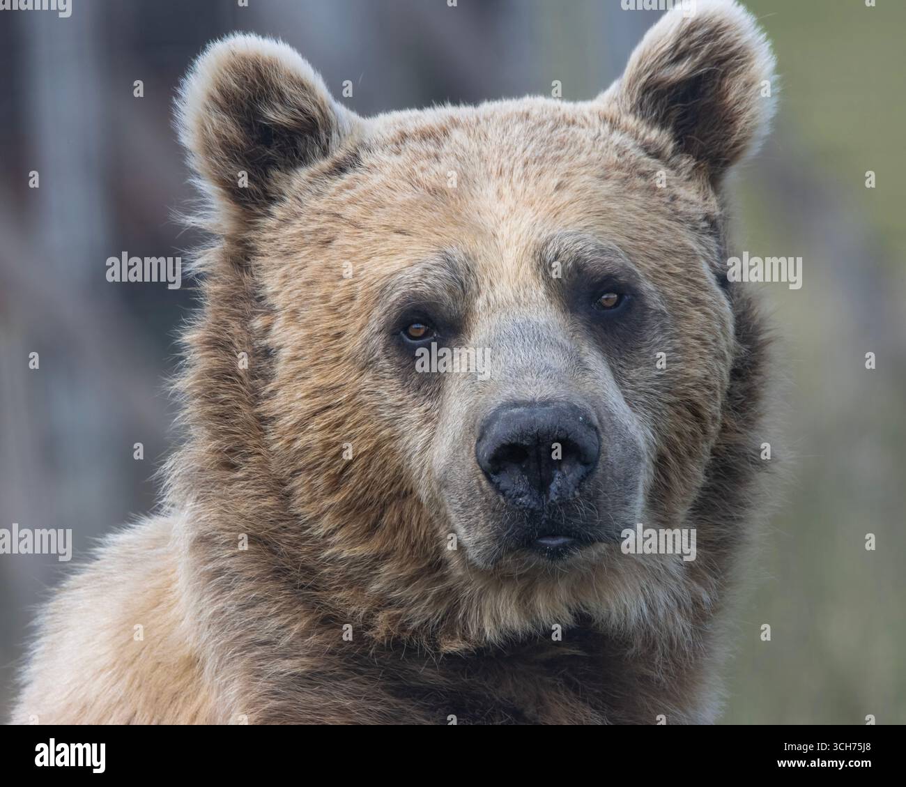 Syrian brown bear Stock Photo - Alamy