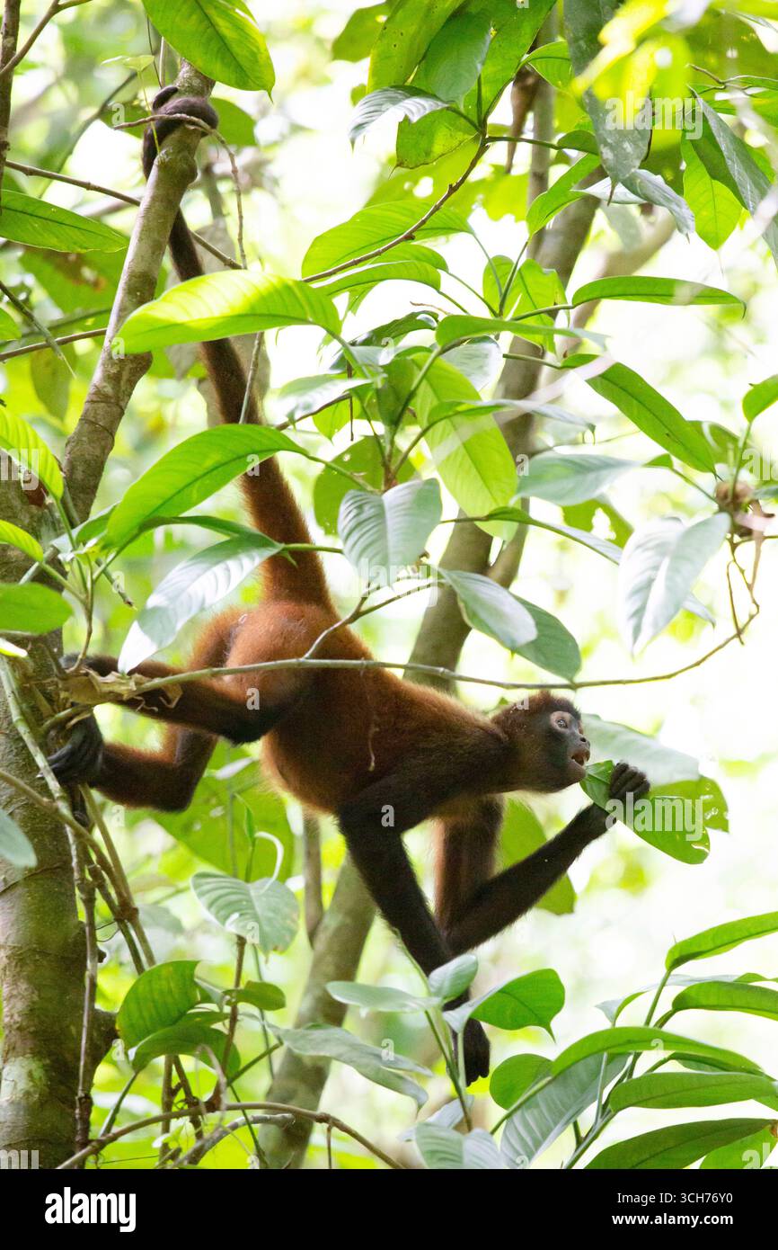Central American Spider Monkey (Ateles geoffroyi). Corcovado National ...