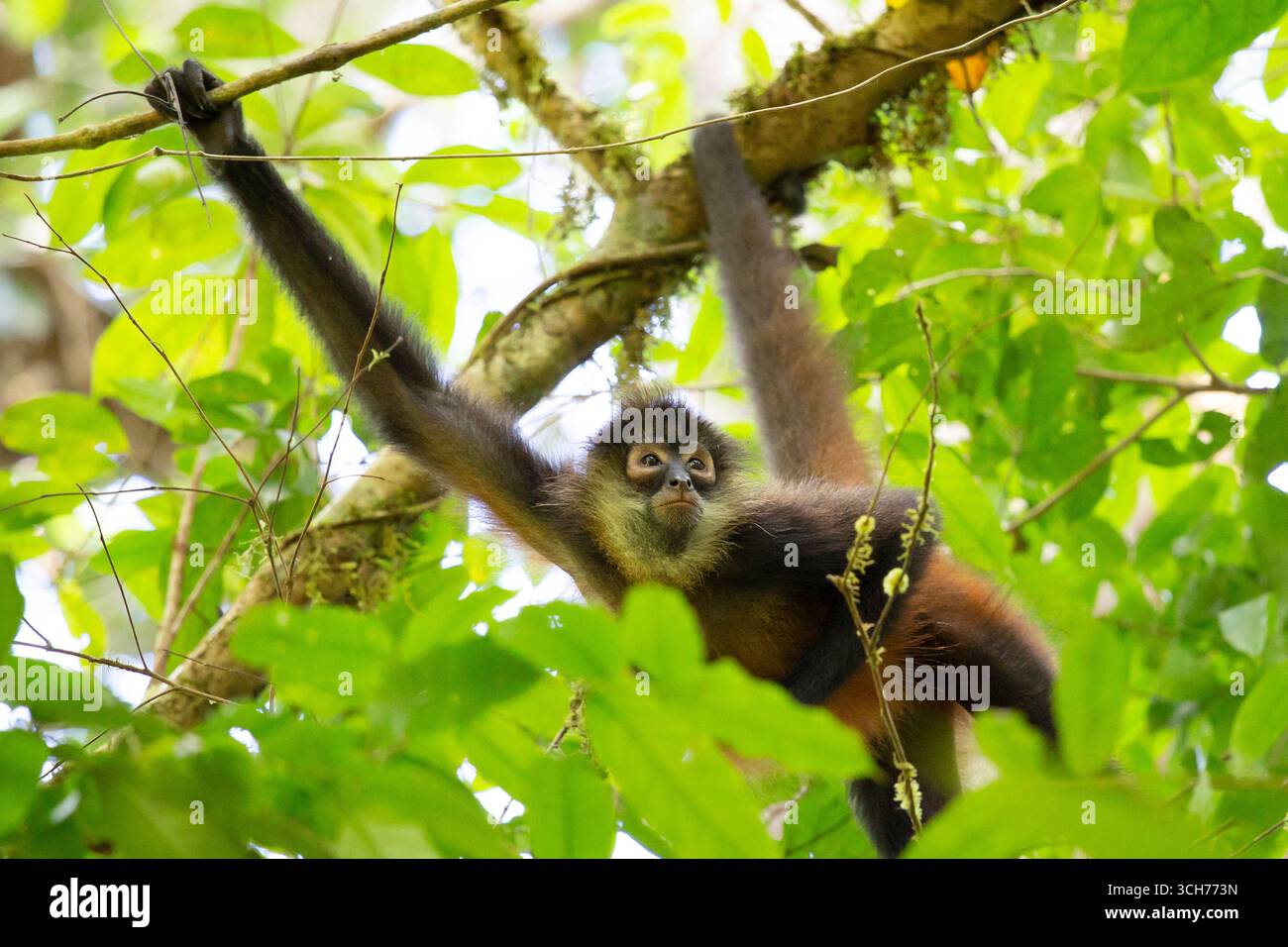 Central American Spider Monkey (Ateles geoffroyi). Corcovado National ...