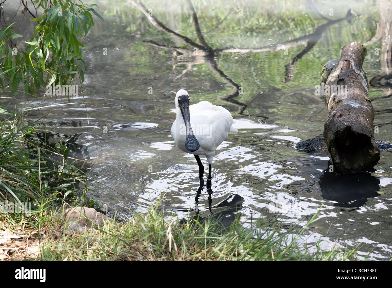 The royal spoonbill is a large white sea bird with a black bill that ...